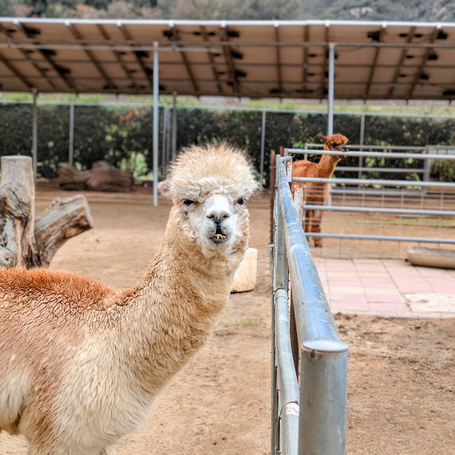 Pumpkin Patch | Bates Nut Farm | Fall Fun in Valley Center, San Diego