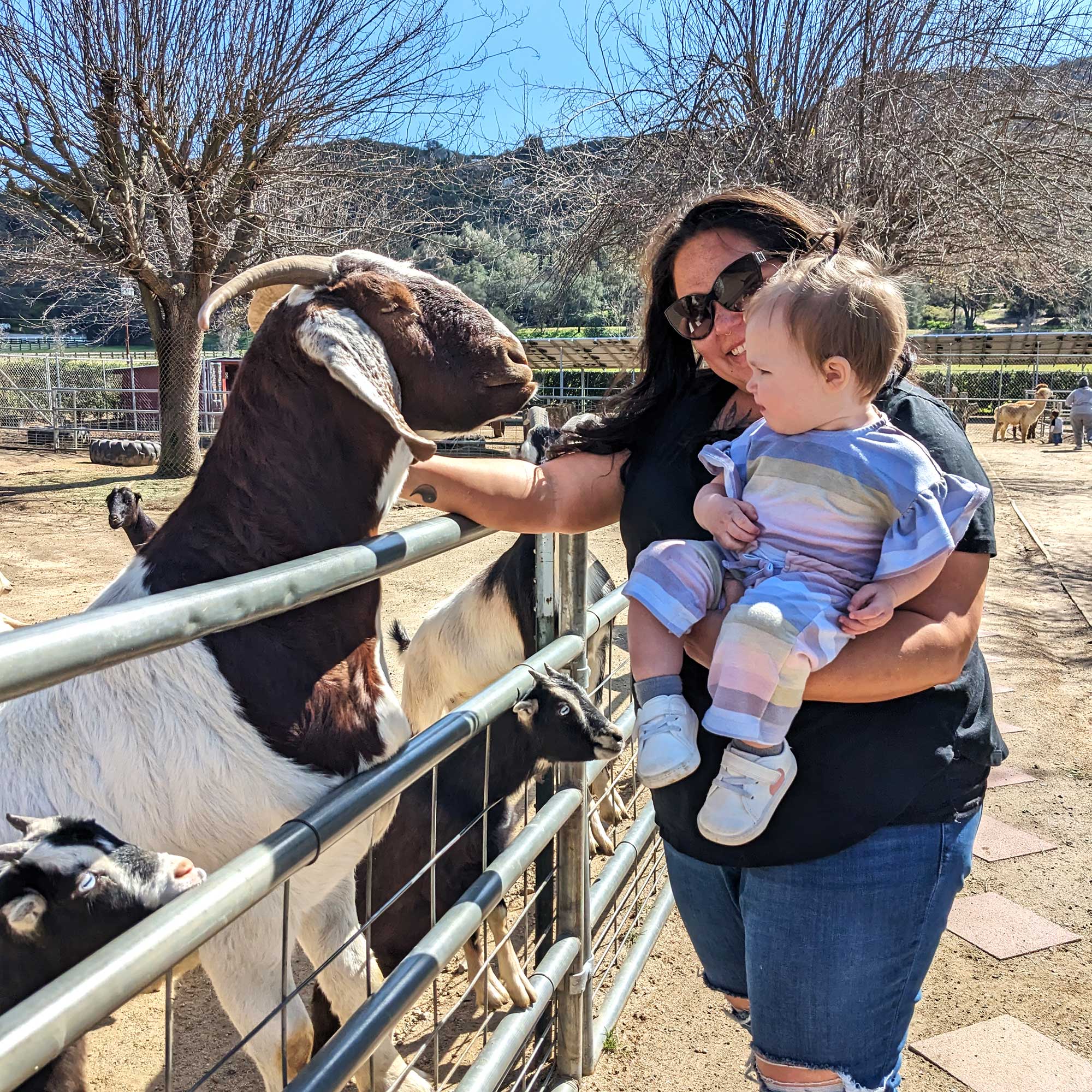 Pumpkin Patch | Bates Nut Farm | Fall Fun in Valley Center, San Diego
