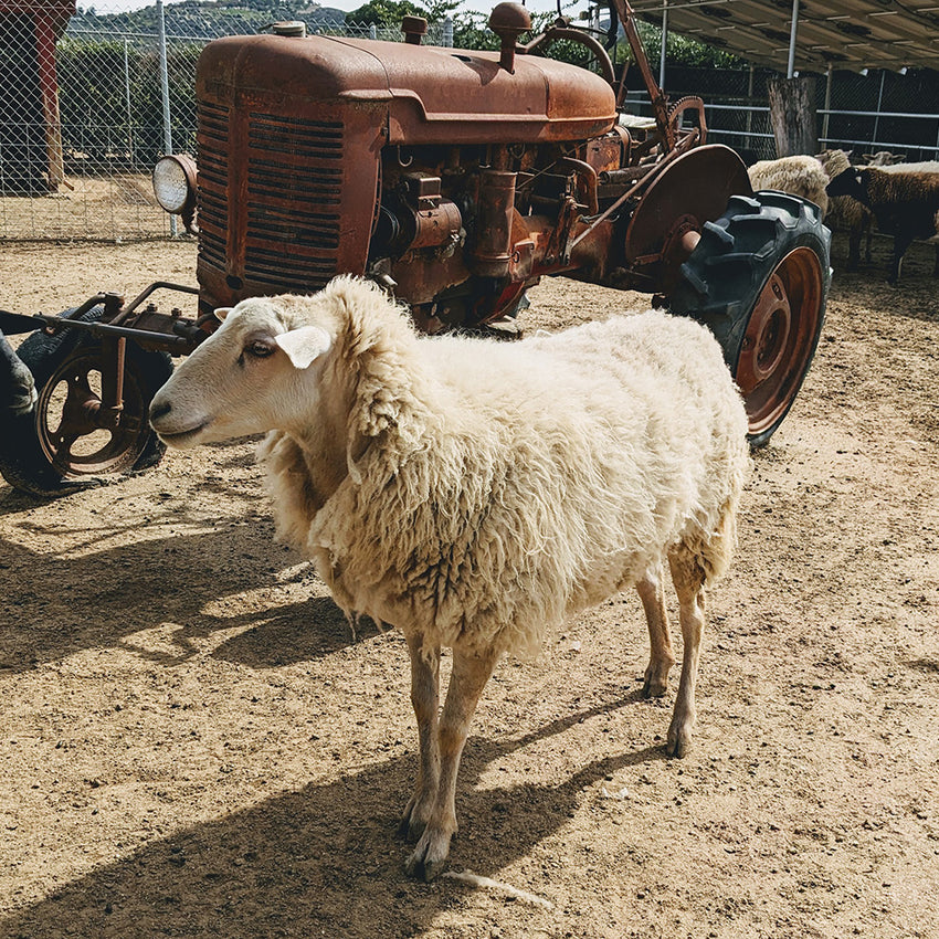 Bates Nut Farm | Gifts, Nuts & Treats | Farm Animals