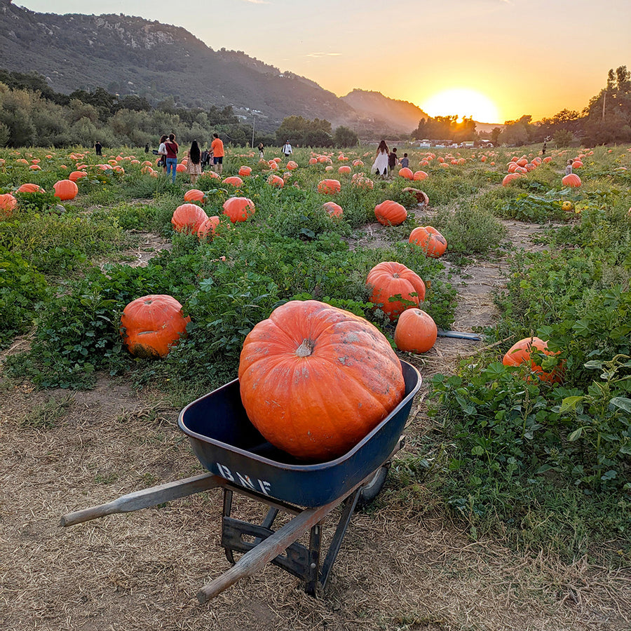 Pumpkin Patch | Bates Nut Farm | Fall Fun in Valley Center, San Diego