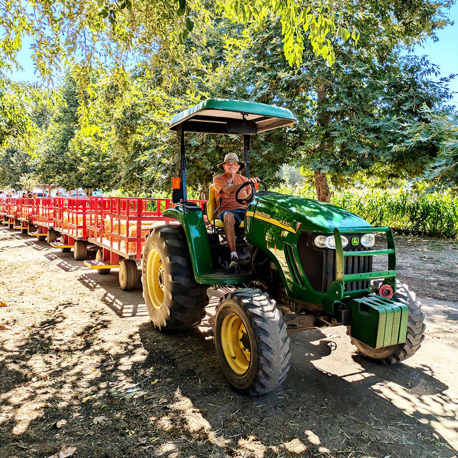 Pumpkin Patch | Bates Nut Farm | Fall Fun in Valley Center, San Diego