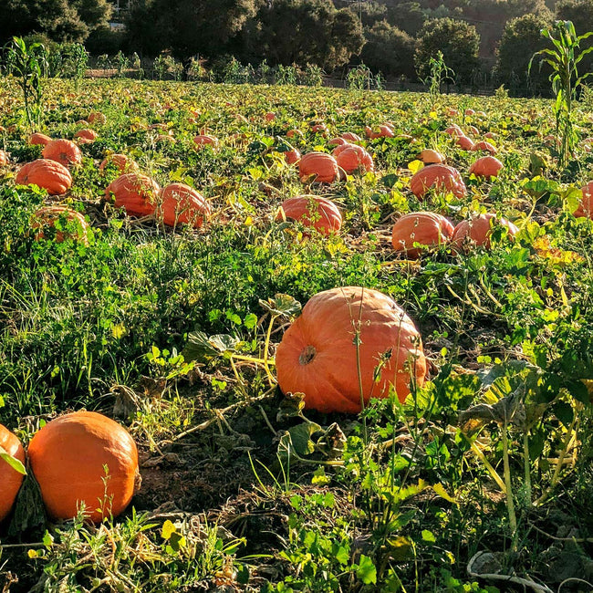 Discover Events At Our Farm | Bates Nut Farm