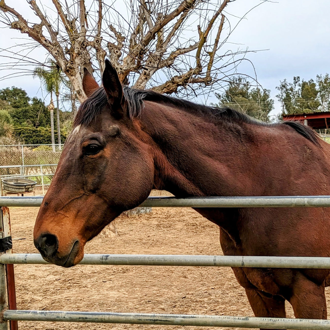 Discover Events At Our Farm | Bates Nut Farm