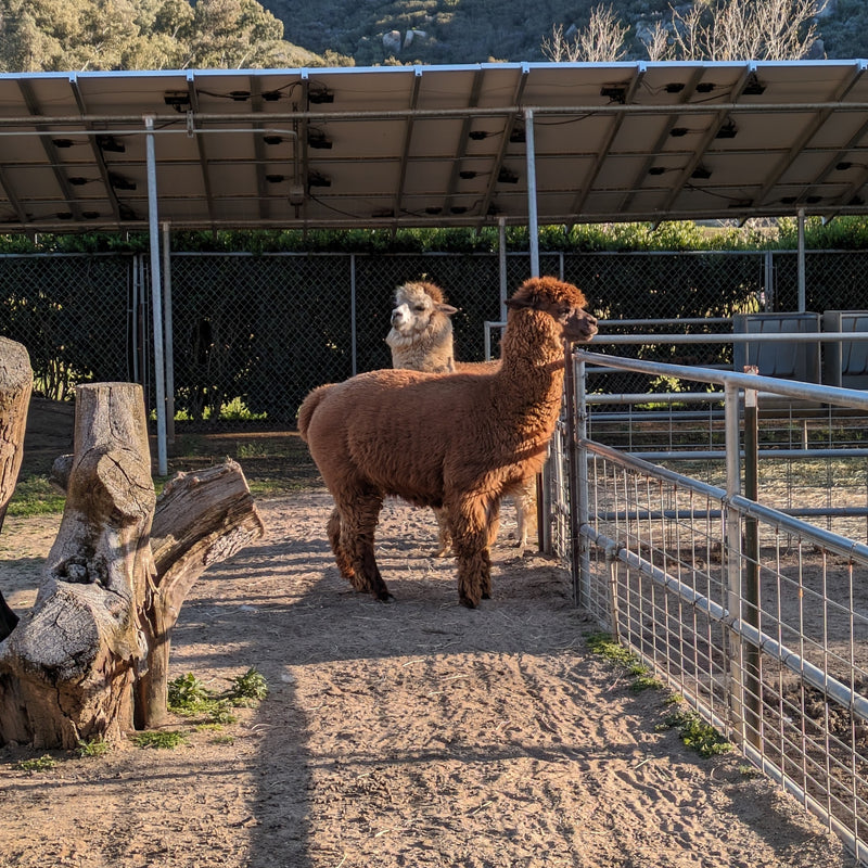 Bates Nut Farm | Country Store | Fresh Nuts | Farm Animals
