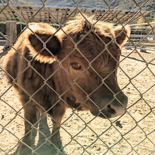 Bates Nut Farm | Country Store | Fresh Nuts | Farm Animals